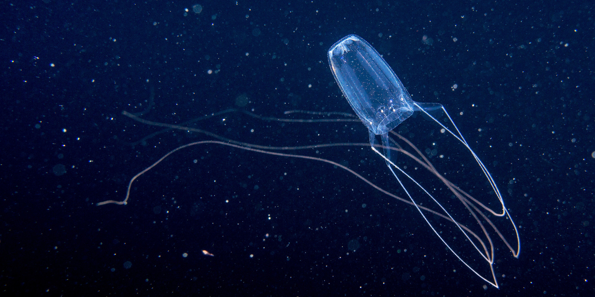 Irukandji And Box Jellyfish Will Invade Sydney Harbour Irukandji And Box Jellyfish Will Invade Sydney Harbour