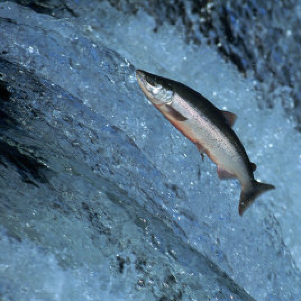 The Salmon Cannon: Migration Tool for Hydroelectric Dams