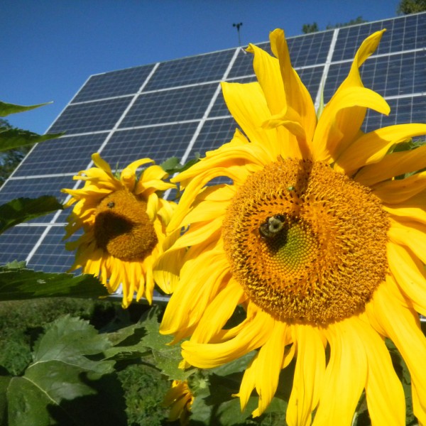 Introducing the Solar Sunflower